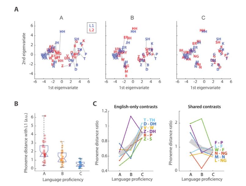 Neural representation of linguistic feature hierarchy reflects second ...
